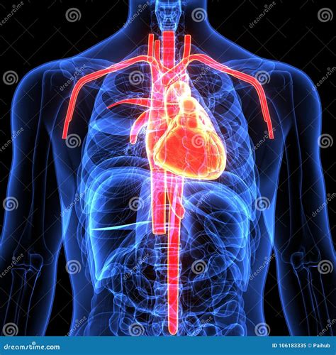 Illustration 3d De L Anatomie De Coeur De Corps Humain Illustration