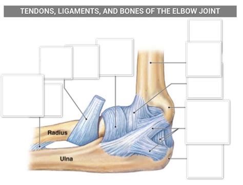 Ligaments Of Elbow Joint Diagram Quizlet