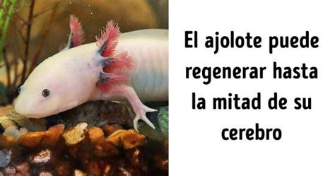 Qué es la joroba de Dowager o cifosis y cómo corregirla No se trata