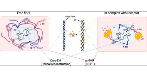 Conformational Dynamics of an α Synuclein Fibril upon Receptor Binding