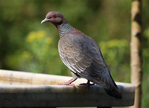 Pombão patagioenas picazuro bird great free image from needpix