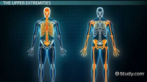 Principal Anatomical Regions Of The Human Body Lesson Study