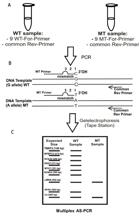 schematic presentation of the multiplex as pcr method a two reaction download scientific