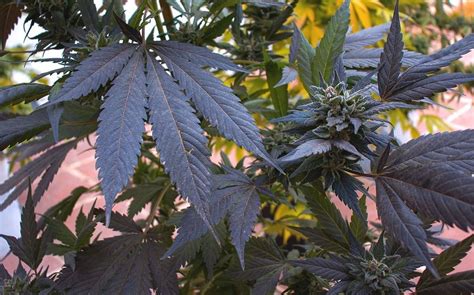 Cómo plantar marihuana en exterior Todohogar wiki