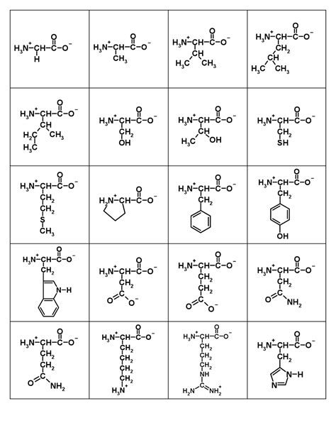 Amino Acid Flashcards Printable Printable Online