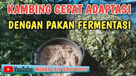 CARA SEDERHANA AGAR KAMBING CEPAT ADAPTASI DENGAN PAKAN FERMENTASI