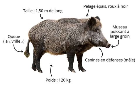 Fiches Animaux Le Sanglier