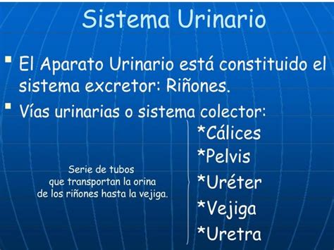 Anatomia Sistema Urinario Ahmed Casana UDocz