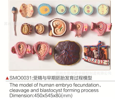 SMO0031受精与早期胚胎发育过程模型 组织胚胎发育模型教学模具 阿里巴巴