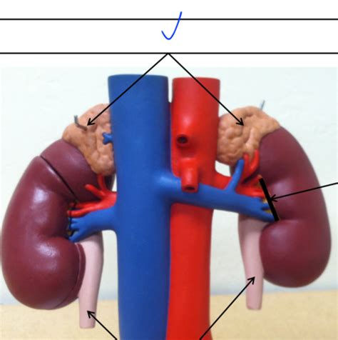 Lab 10 Urinary And Reproductive Systems Flashcards Quizlet