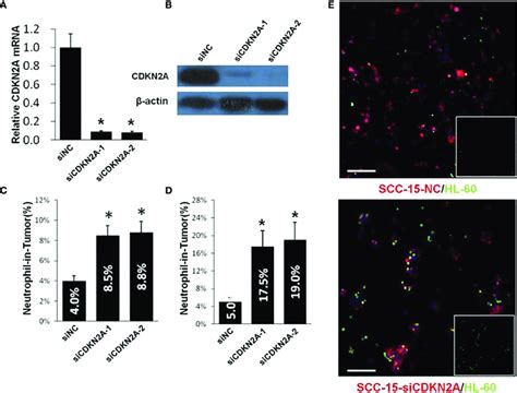 Reduced CDKN2A Promotes The Formation Of HNiT A CDKN2A Expression In