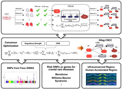 schematic overview of inferring human regulatory network of cncc download scientific diagram
