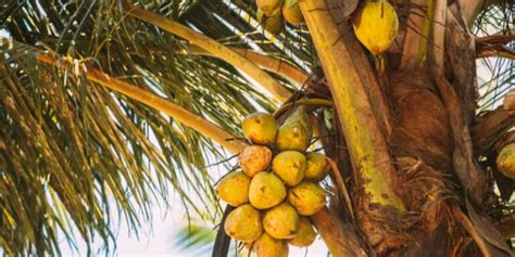 Frutas típicas de la región insular