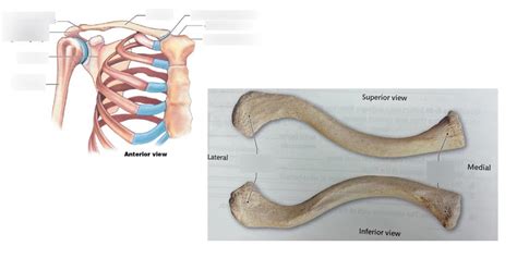 Bone Of The Pectoral Girdle Diagram Quizlet
