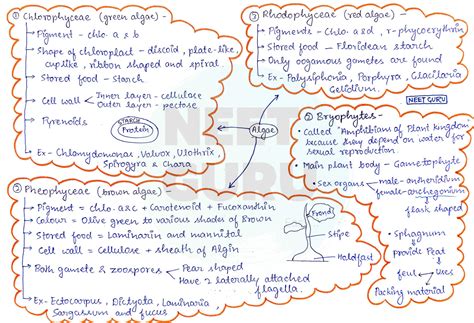 Solution Chap Plant Kingdom Mind Map For Neet And Class