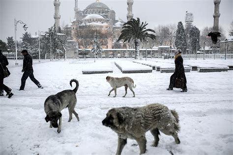 Turkey Istanbul Snow Storm Causes Travel Chaos And Beautiful Photos