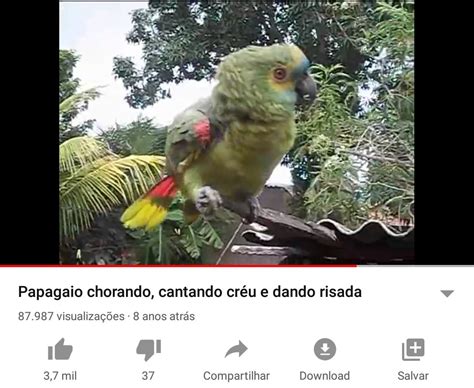 O papagaio perfeito não existe Meme by RAEL XD Memedroid