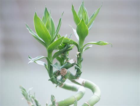 12 plantas de la buena suerte según el Feng Shui Nombres y fotos