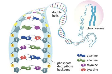 Nucleic Acids Types Structure And Function