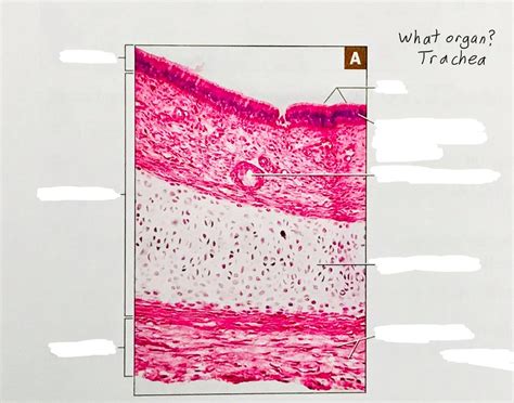 Trachea Microscope Diagram Quizlet
