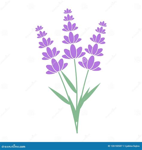 Lavender Flower Icon Logo Design Stock Vector Illustration Of