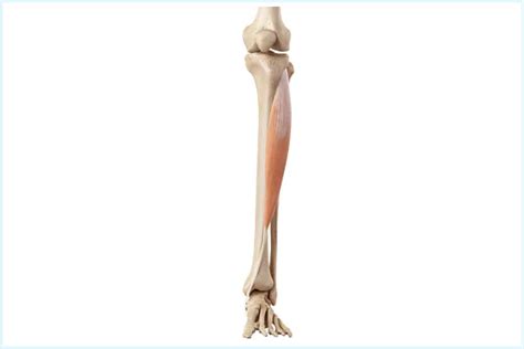 Muscles Of The Lower Limb MBLEx Guide