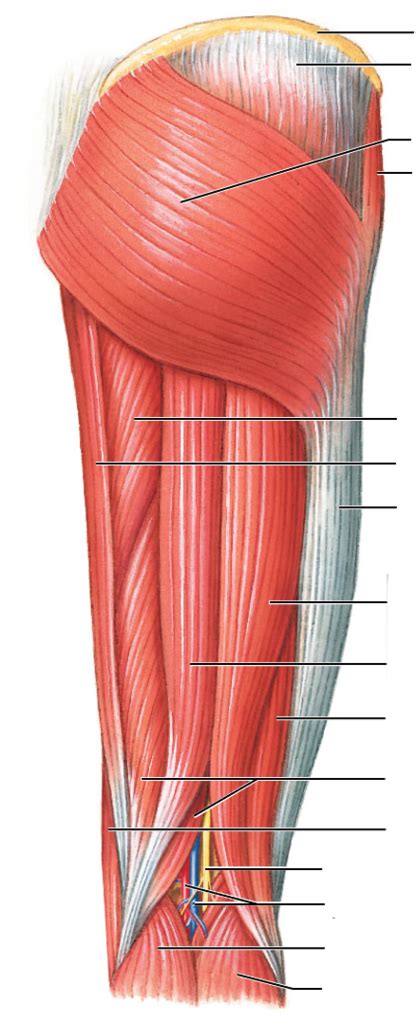 Posterior Thigh Muscles Superficial Diagram Quizlet
