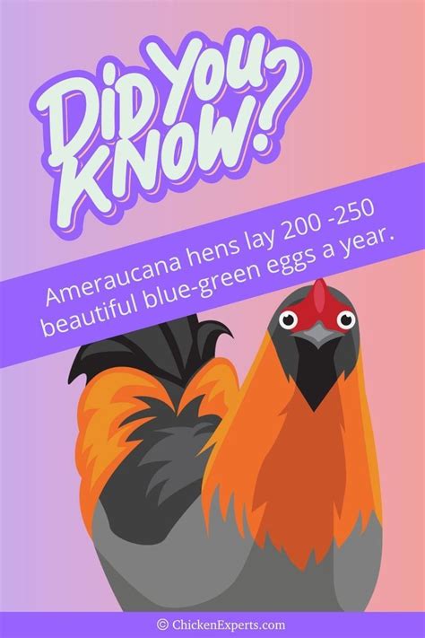 Ameraucana Chicken Breed Egg Laying Ability Blue Eggs Green Eggs Blue Green Blue Chicken Eggs