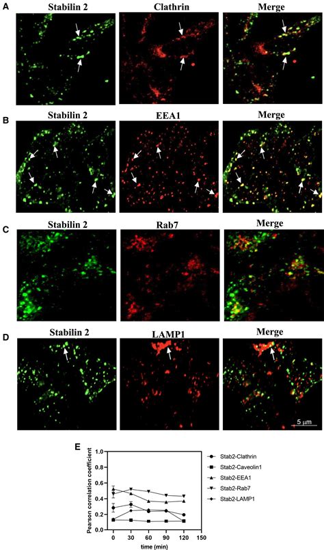 Chloroquine And Cytosolic Galectins Affect Endosomal Escape Of