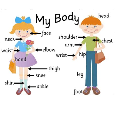 Partes Del Cuerpo En Ingles Para Imprimir Imagenes Y Dibujos Para