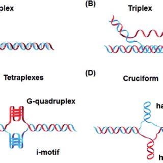 Canonical Dna Structure And Non Canonical Structures Including A