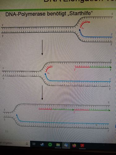 Dna Replikation Flashcards Quizlet