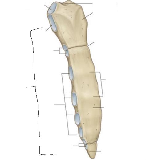 Anterior Chest Wall Diagram Quizlet
