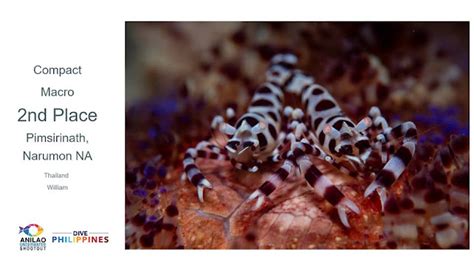 6th Anilao Underwater Shootout Continues To Promote Fun And Sustainable