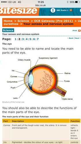 Structure Of The Eye Flashcards Quizlet