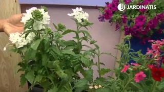 Todo sobre la Verbena Características y Cómo Reproducirla 2024 Una