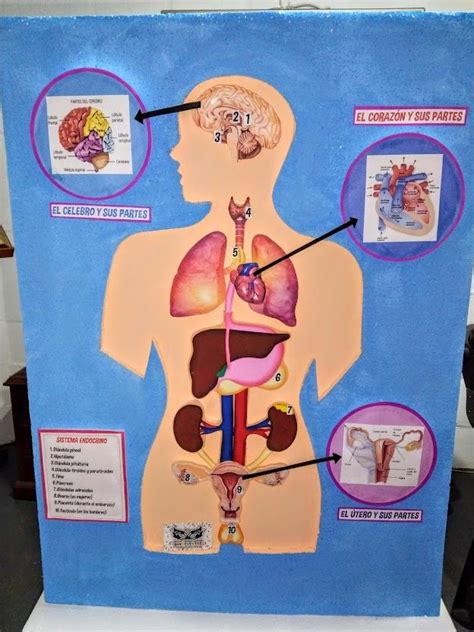 MAQUETA EL SISTEMA ENDOCRINO EL CORAZON EL UTERO Y EL CEREBRO Y SUS