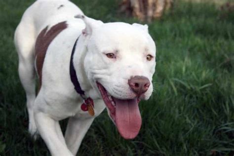 Raza de perros Pitbull Las 5 cosas que debería saber sobre el