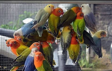 Ciri Khas Jenis Lovebird Klasifikasi Yang Lebih Rendah Majalah Lovebird