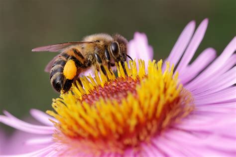 Bienenpatenschaft Flei Ige Bienchen Wie Wir