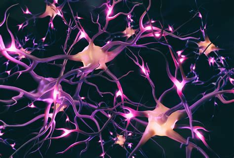 Neuronas espejo definición y descubrimiento Emerge Formación