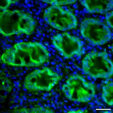 Bcl Antibody Anti Human Reafinity Miltenyi Biotec Usa