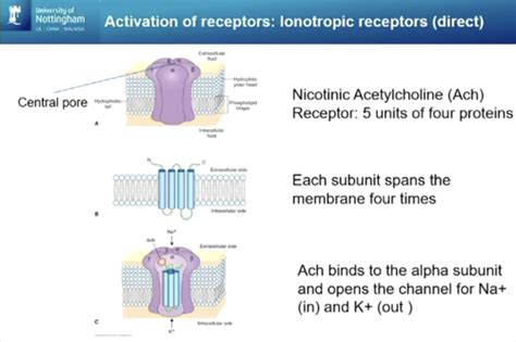 Neurotransmission Across The Synapse Flashcards Quizlet