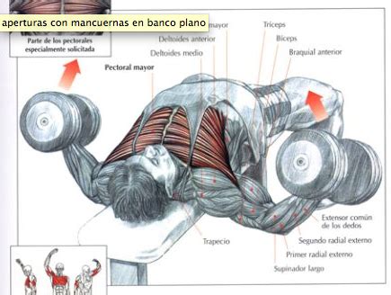 4 Ejercicios Claves Para Rutina De Pectorales Adictos Al Gym