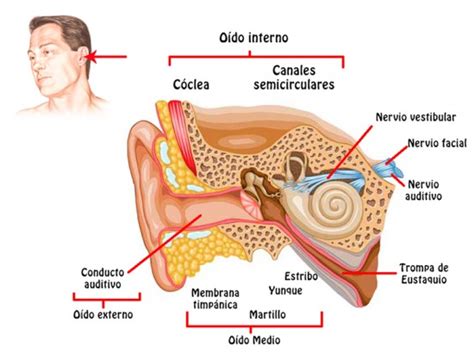 Partes Del Oido Humano Y Sus Nombres Dinami