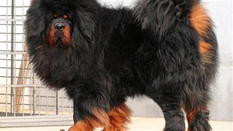 Son Mejores Los Perros