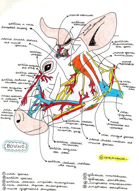 Anatomia Bovina Sistema Nervoso Enem