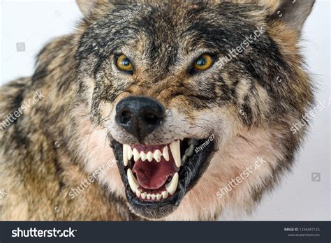 Growling Wolf Face