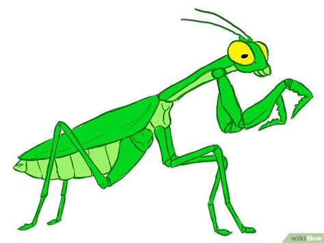 Cómo dibujar una mantis religiosa 12 Pasos