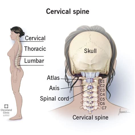 Cervical Spine Neck What It Is Anatomy Disorders